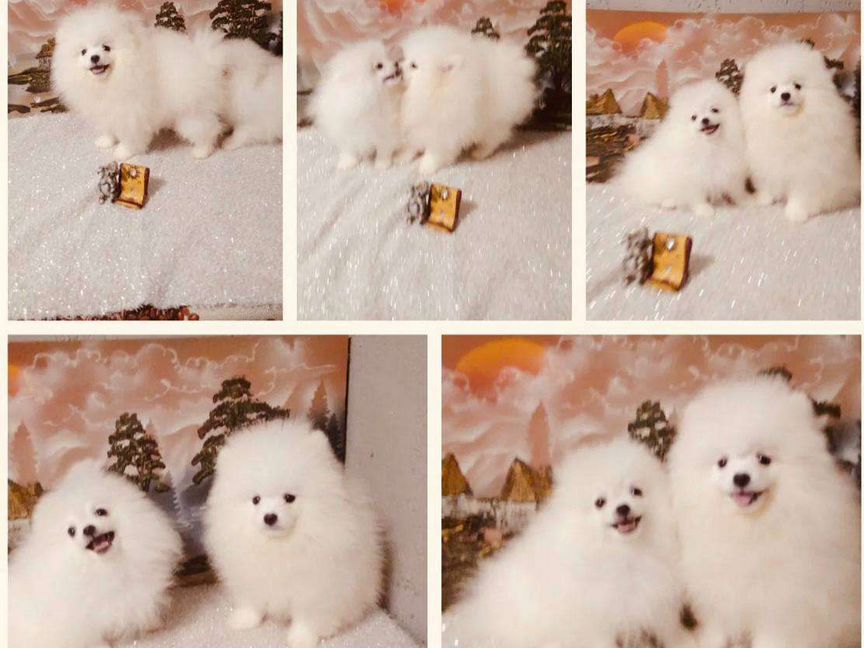 Щенки шпица