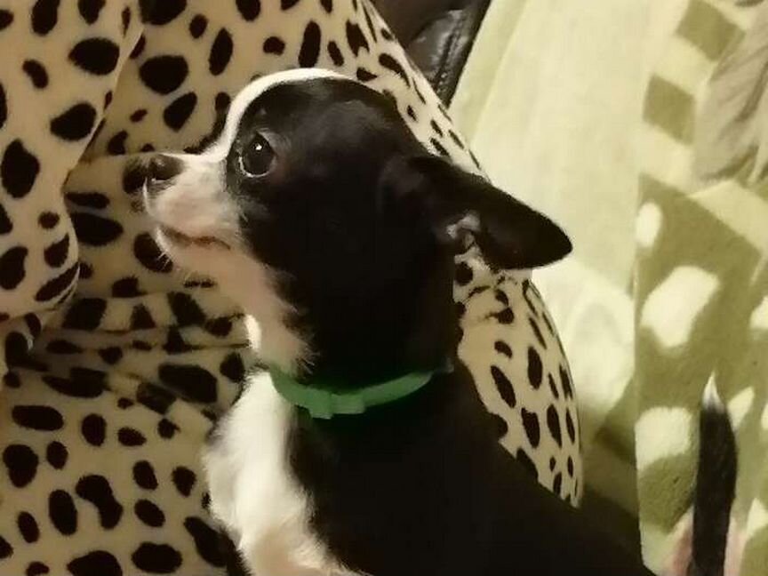 Вязка(развязан)