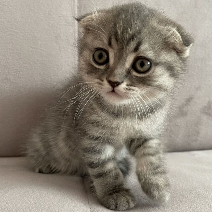 Шотландский вислоухий короткошёрстный котёнок