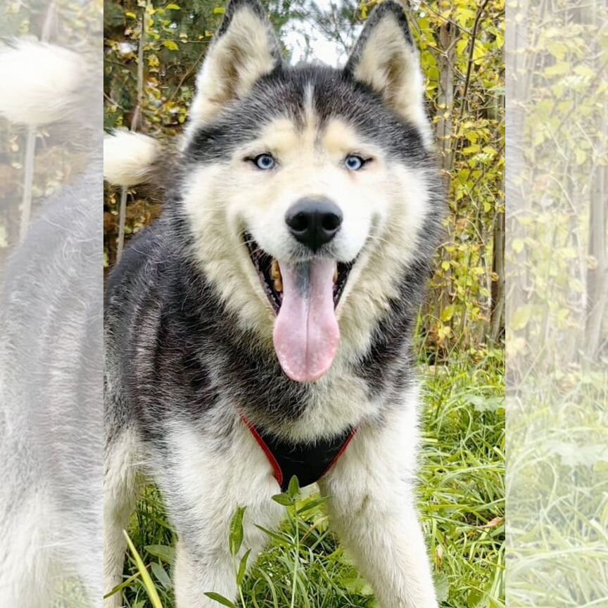 Сибирский хаски, взрослый пёс