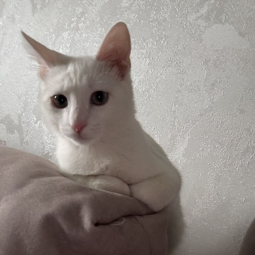 Отдам кота в добрые руки