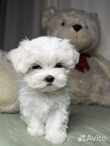 Мальтийская болонка (мальтезе)