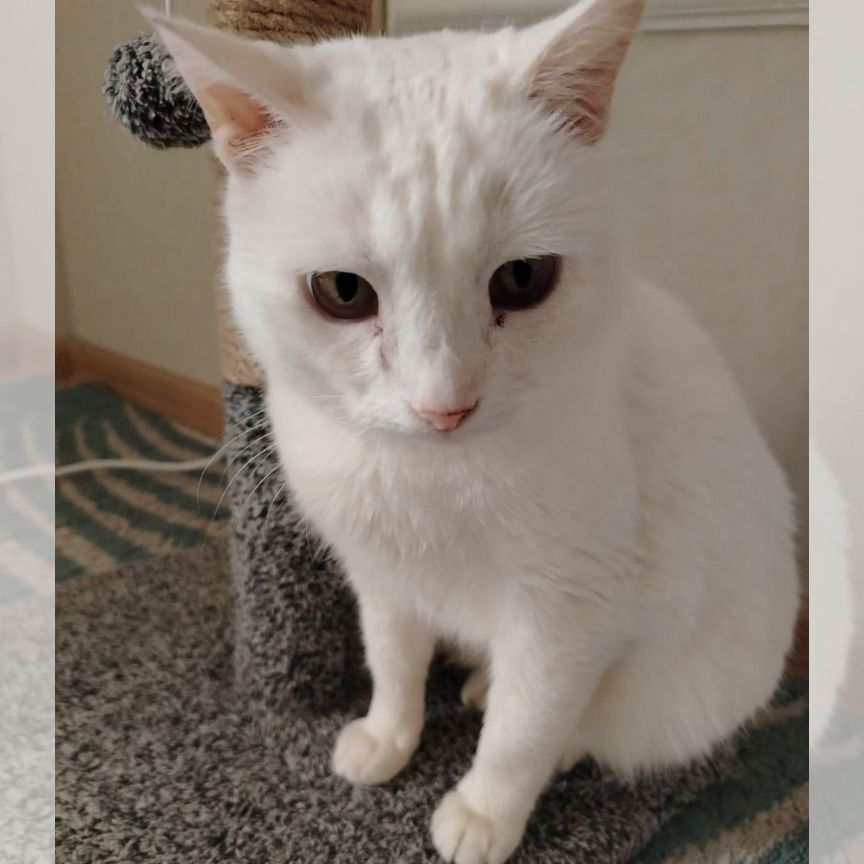 Взрослая кошка в добрые руки