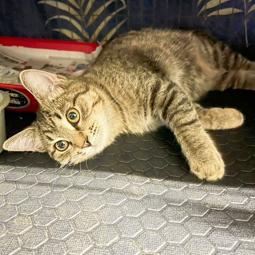 Котенок подросток