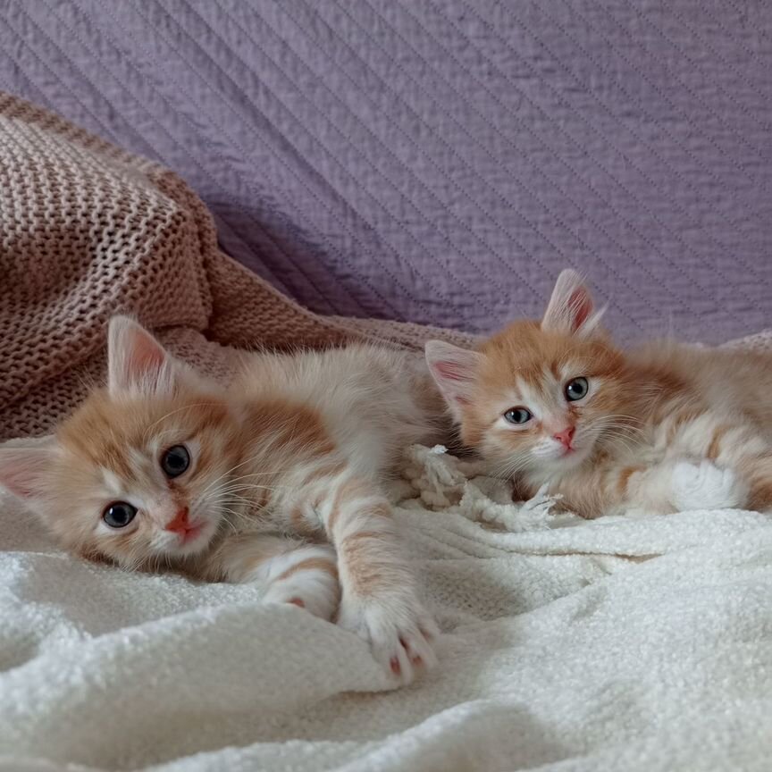 Отдам котят в добрые руки
