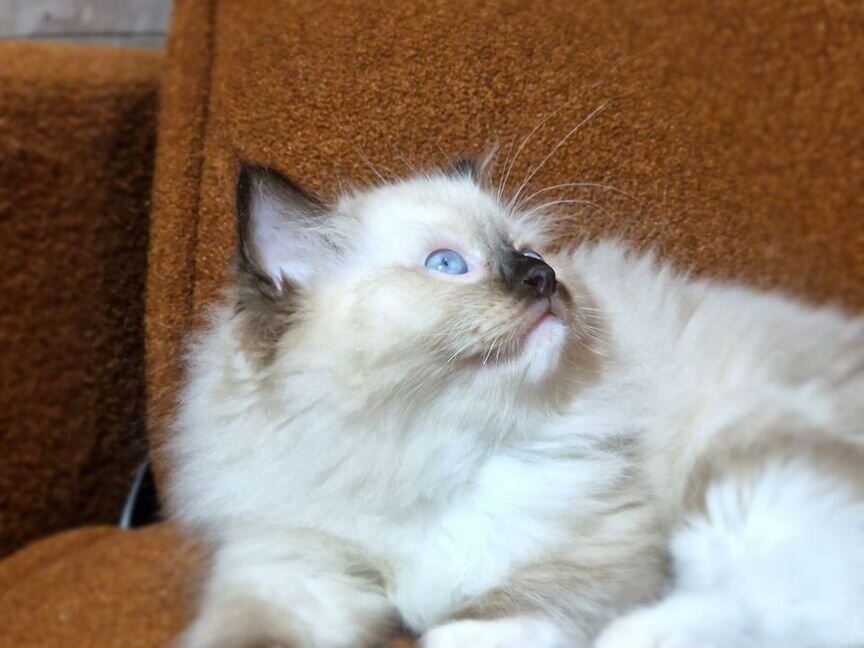 Котята регдолл мальчик 2 мес