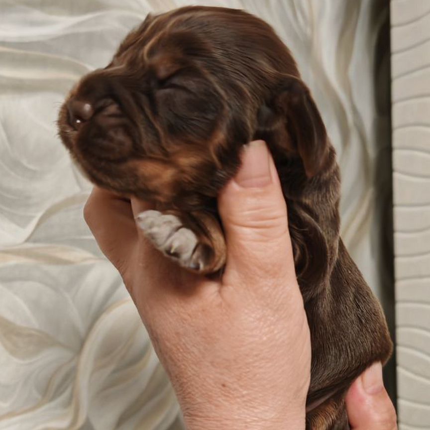 Русский охотничий спаниель, щенок