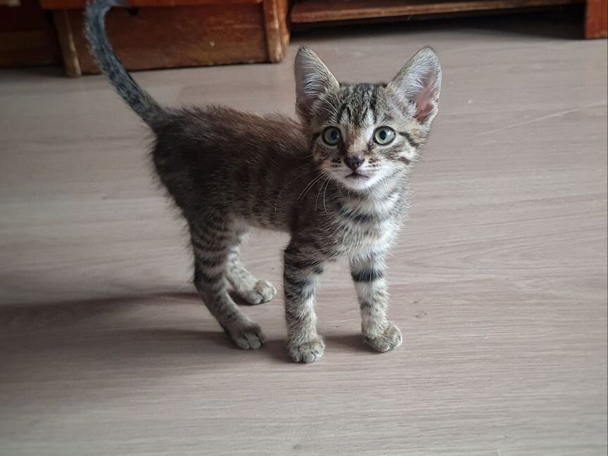 Котенок мальчик в добрые руки бесплатно