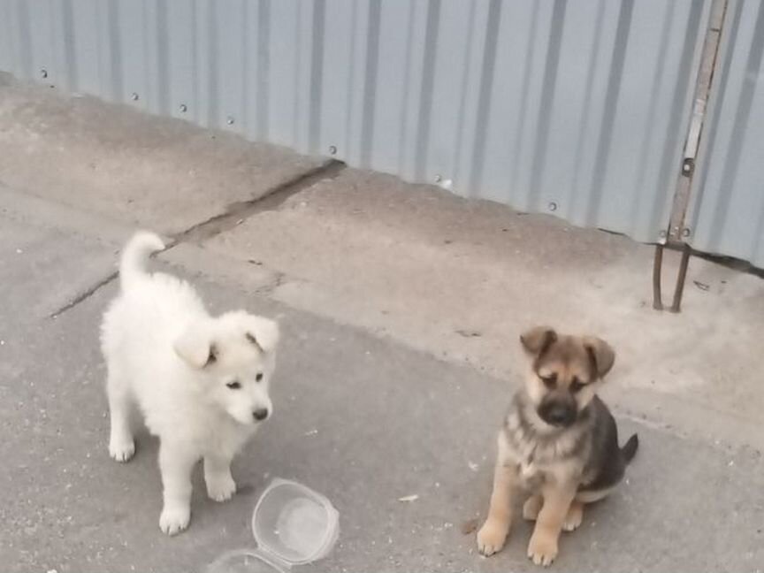 Маленькие щенки замерзают и голодают