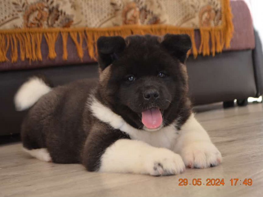 Американская акита