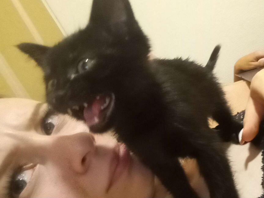 Кошка Манюня