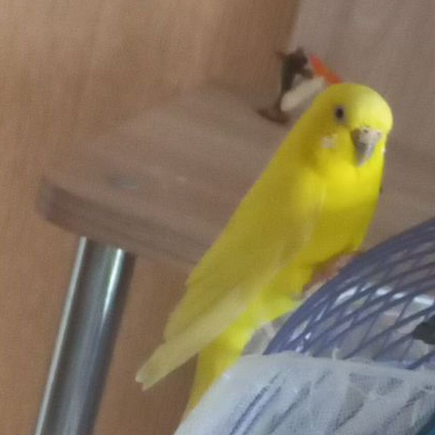 Волнистый попугай самка