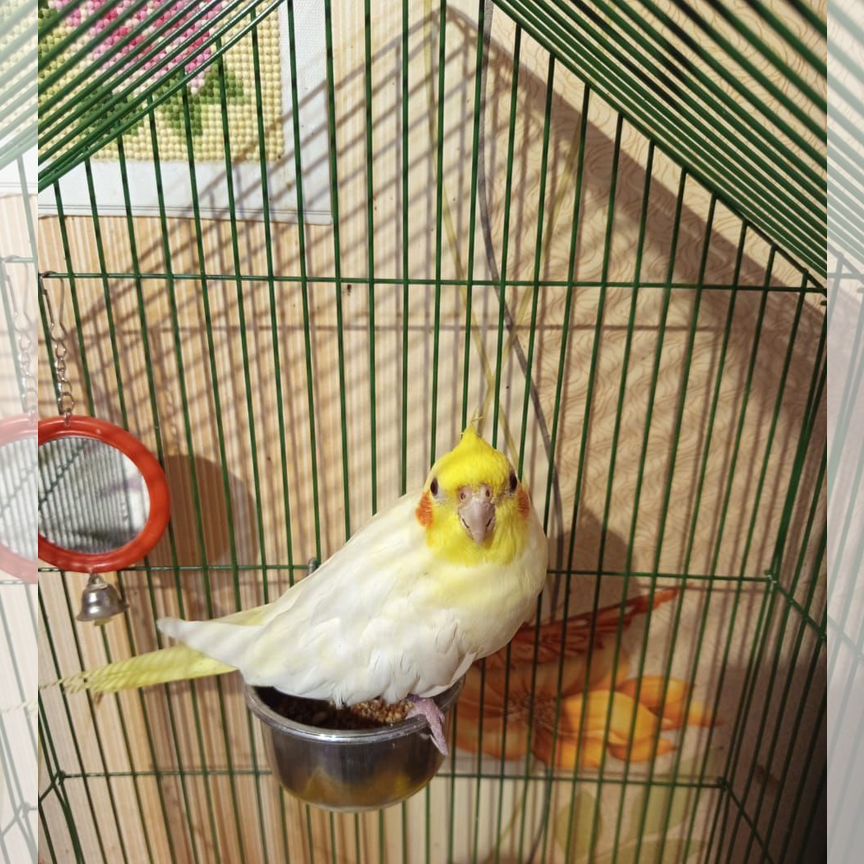 Попугай корелла мальчик