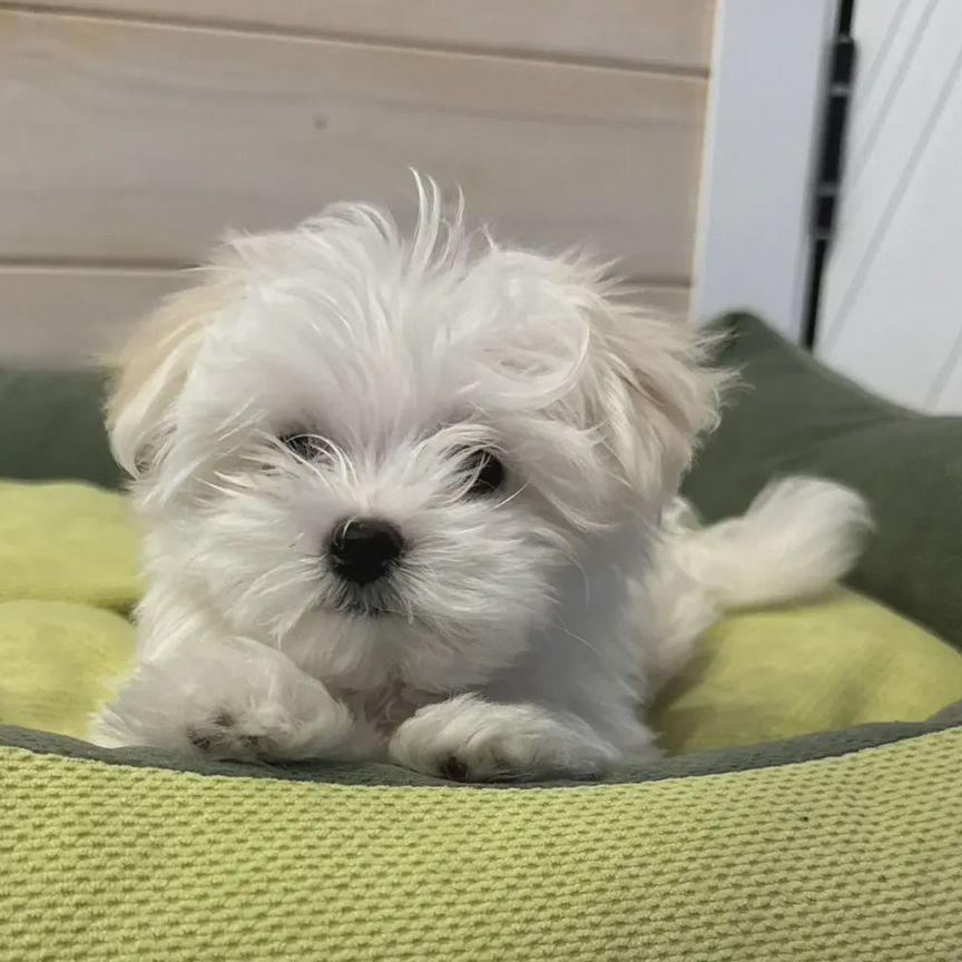 Мальтийская болонка, щенок