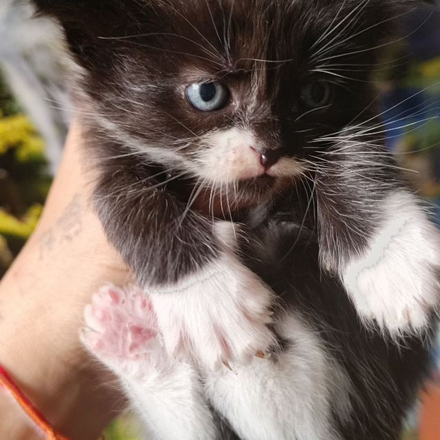 Мама шатланская веслаухая папа похож на муйкуна