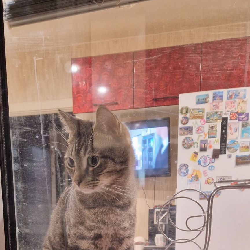 Кот в добрые руки