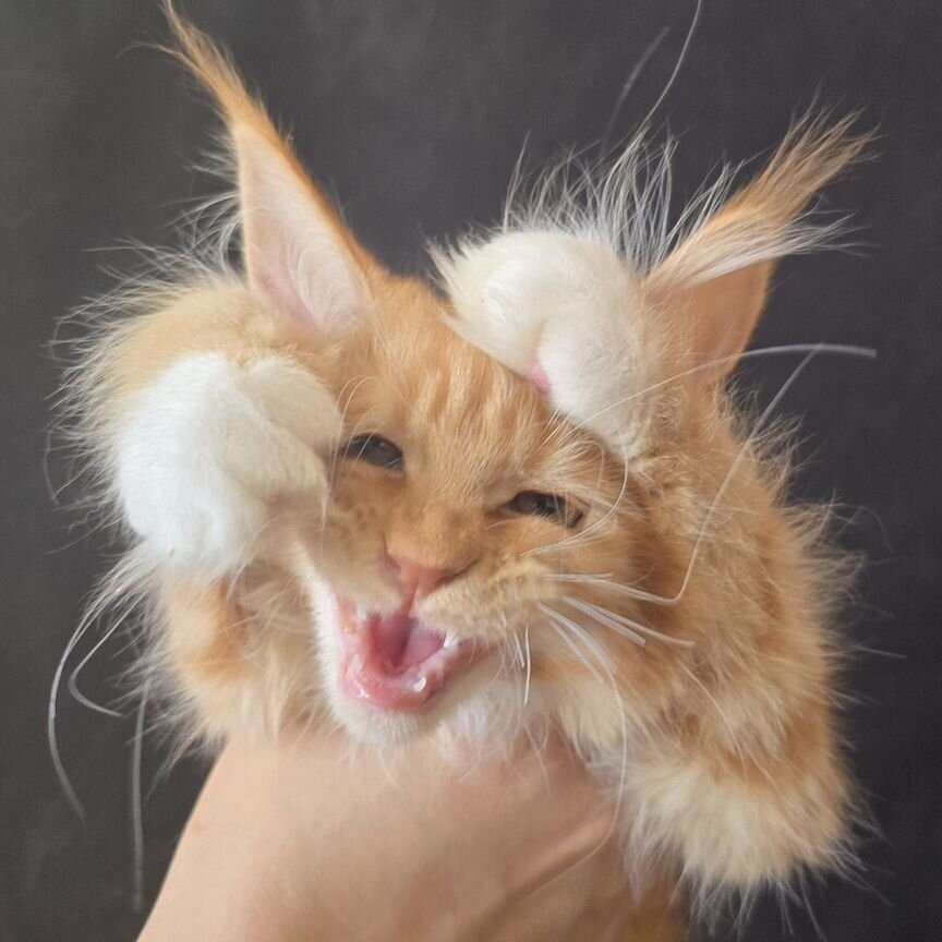 Котята мейн-кун