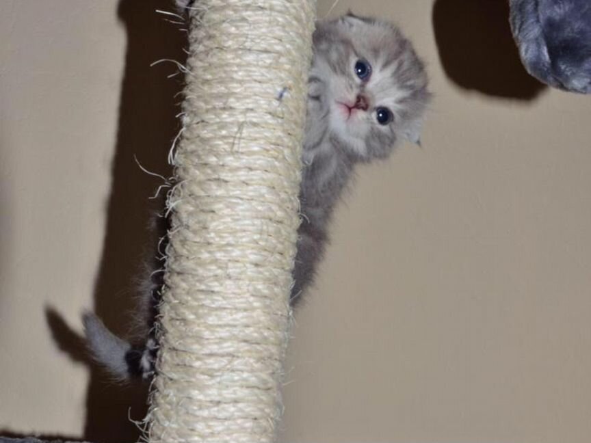 Шотландская вислоухая красотка