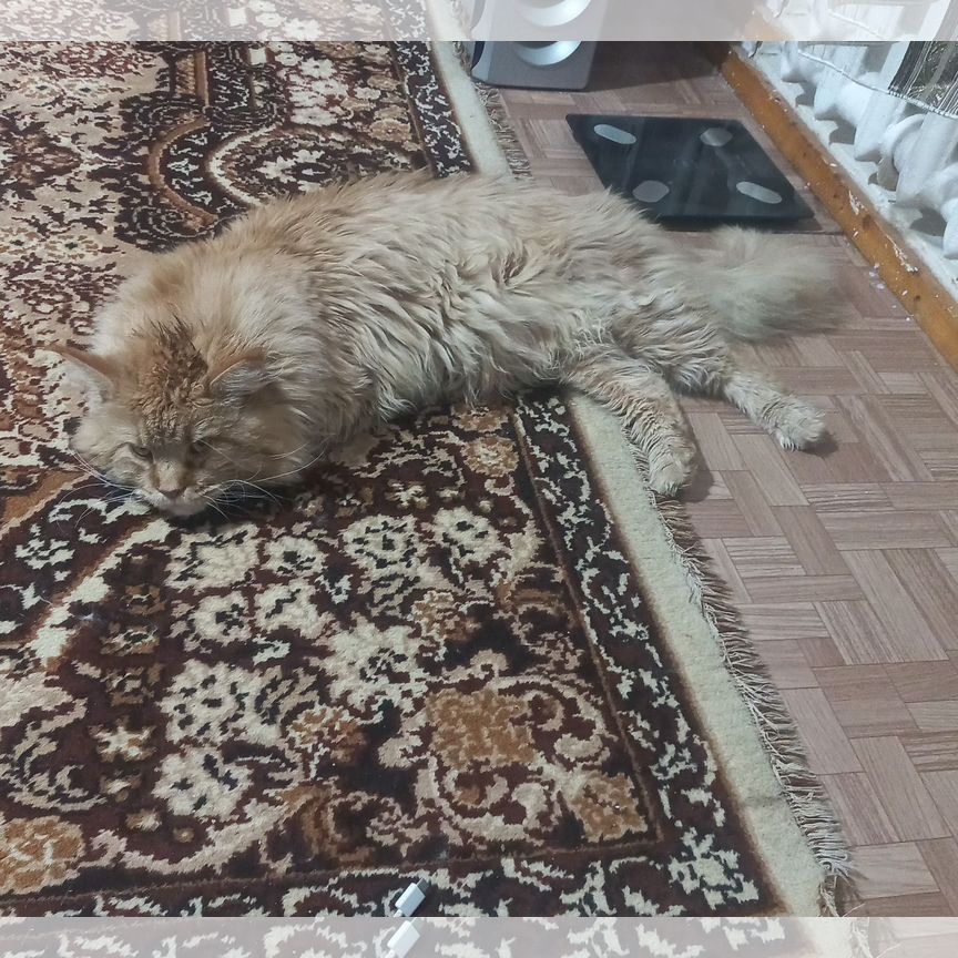 Ишет кошечку мэйкун для вязки