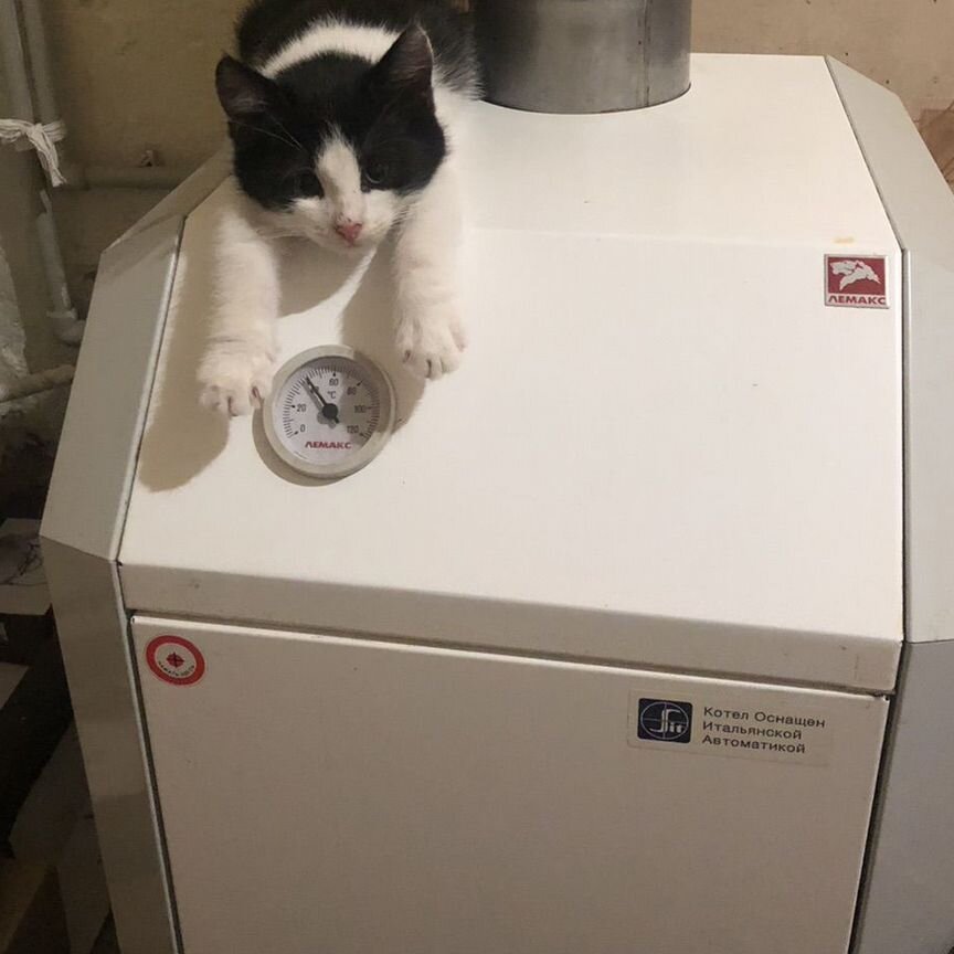 Котята в добрые руки даром