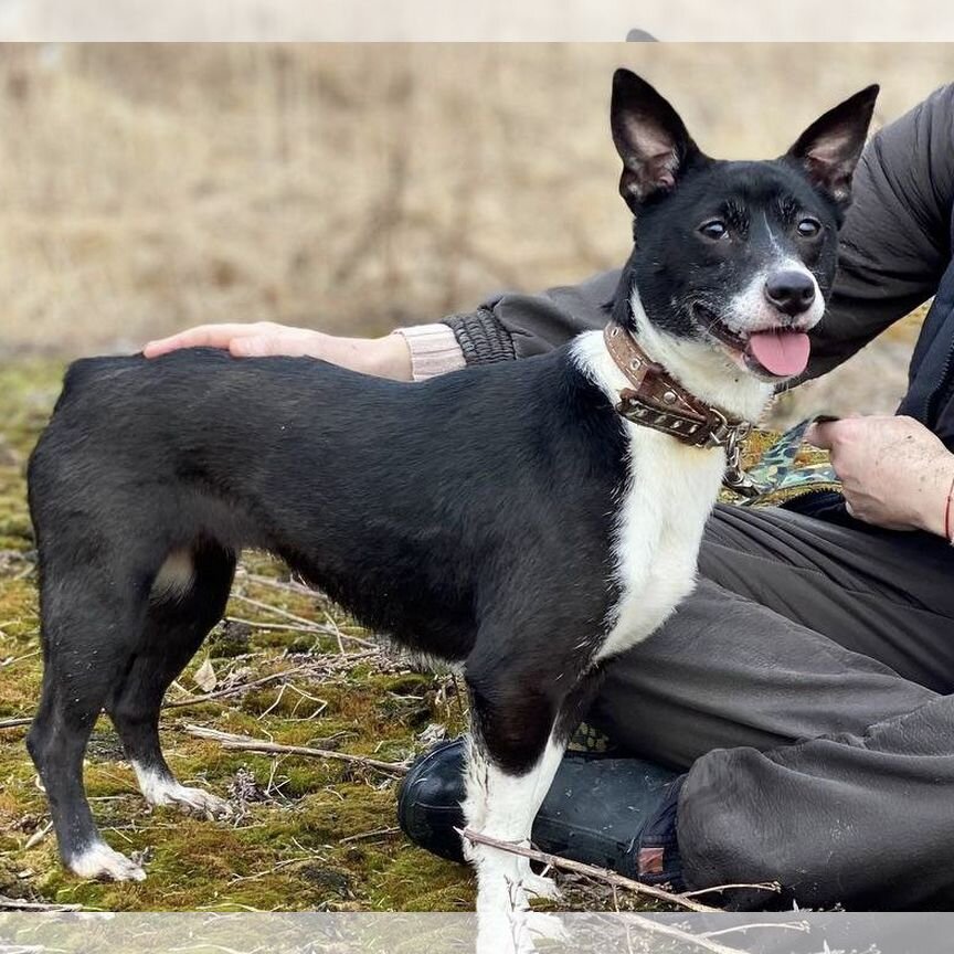Взрослая собака в добрые руки