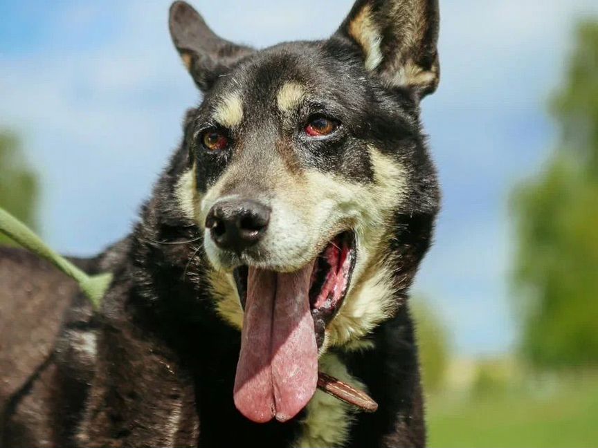 Спасите собаку из приюта