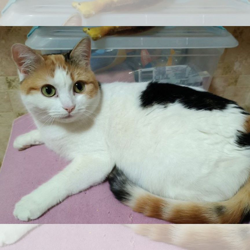 Взрослая кошка в добрые руки