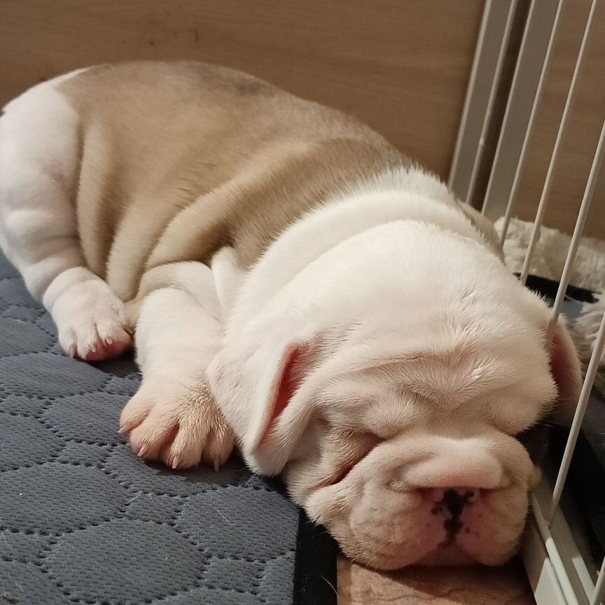 Французские бульдожки