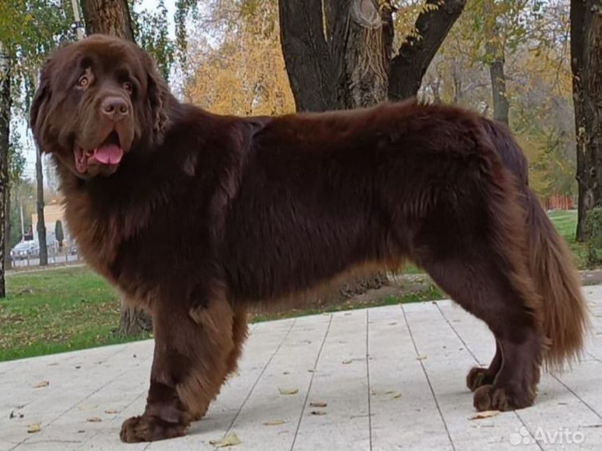 Ньюфаундленд