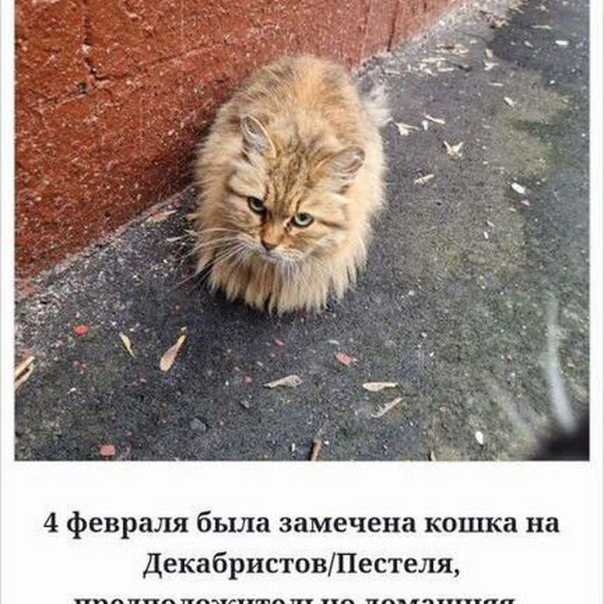 Найдена,замечена кошка