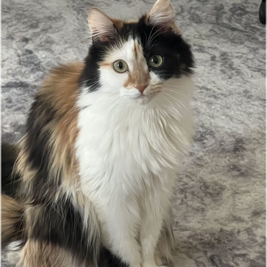 Взрослая кошка в добрые руки