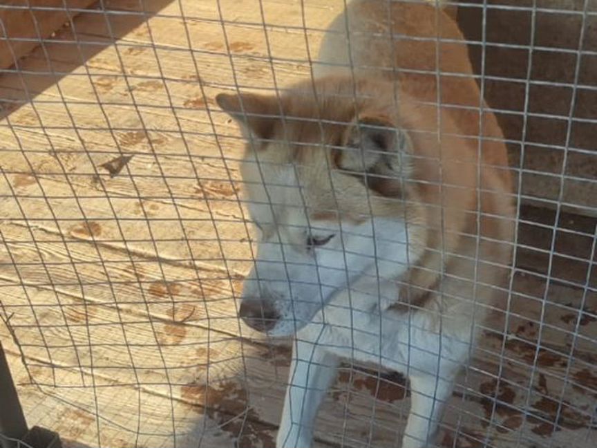 Отдам в добрые руки хаски