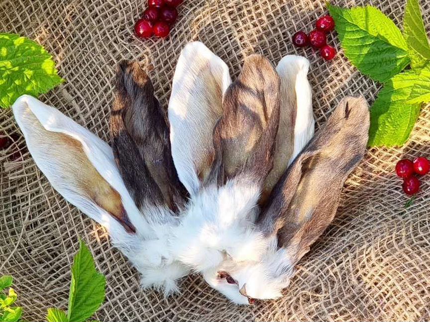 Вкусные и полезные лакомства для животных