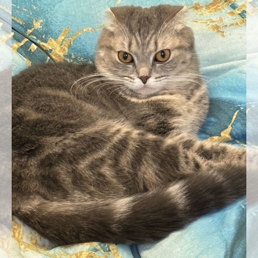 Британская длинношёрстная, взрослая кошка