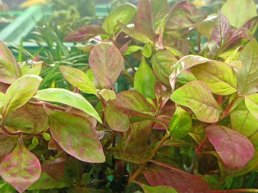 Альтернантера красностебельная