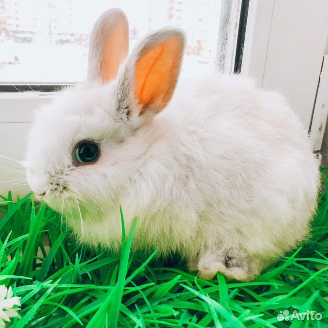 Мини карликовый кролик - самый лучший