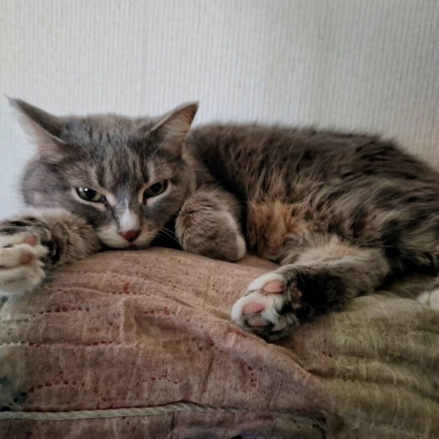 Кошка