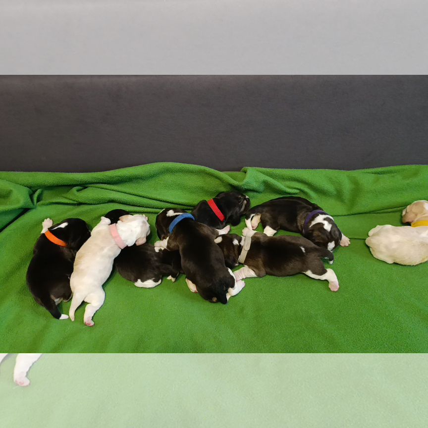 Бигль, щенок