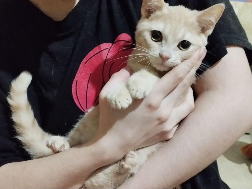 Котята