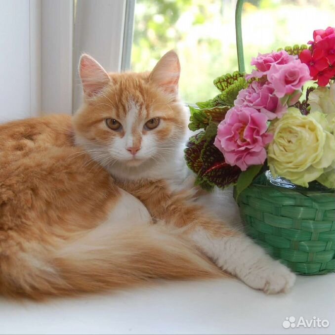 Рокси в добрый дом