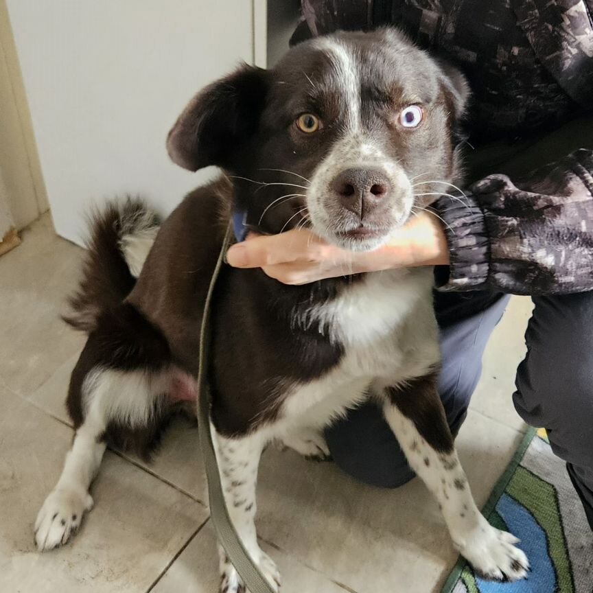 Бублик ищет дом