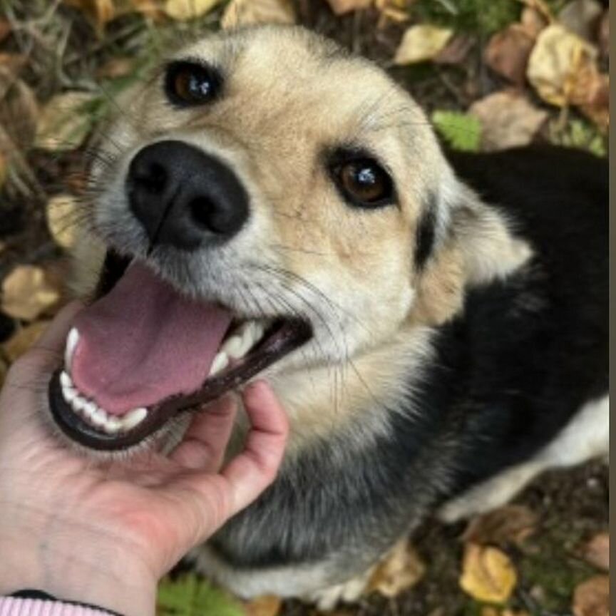 Взрослая собака в добрые руки