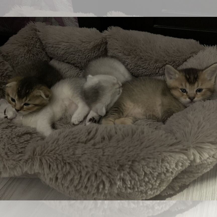 Шотландские котята