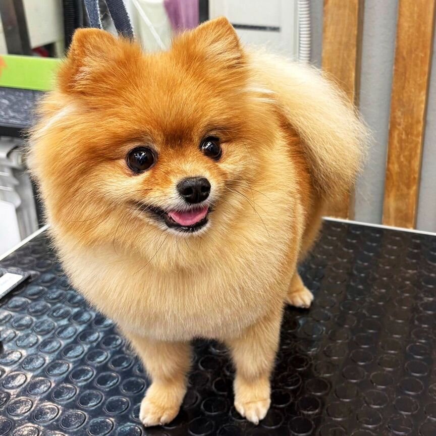 Померанский шпиц, взрослая собака