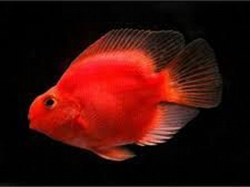 Каламоихты,боции,ножи индийские