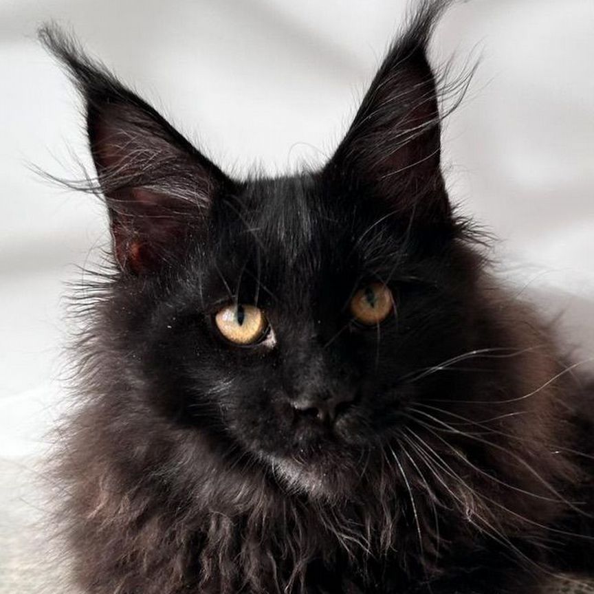 Мейн-кун Царь, 3 месяца