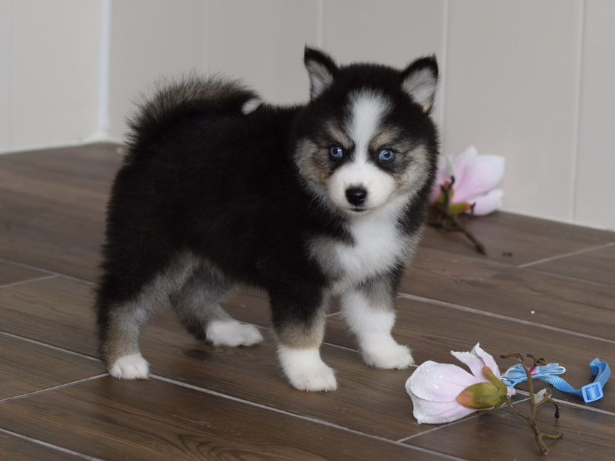 Девочка и мальчик Помски