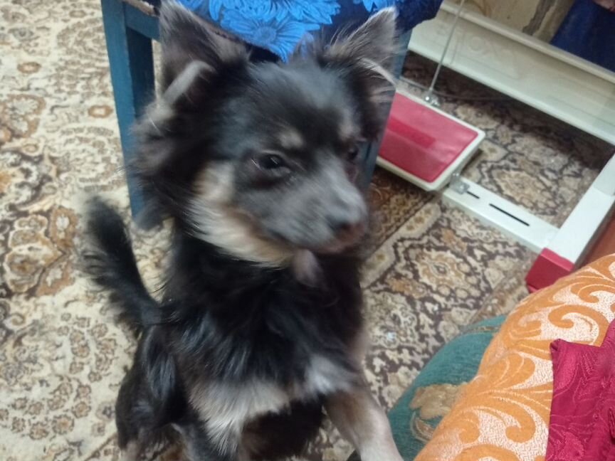 Чихуахуа кобель