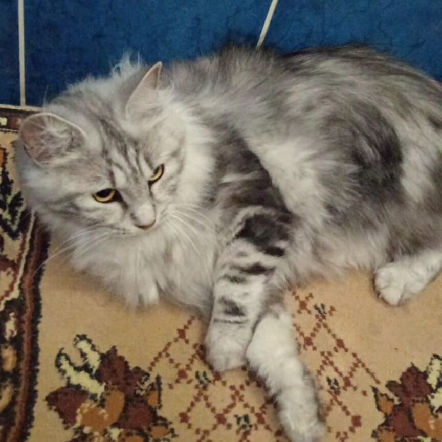 Кошки курильский бобтейл