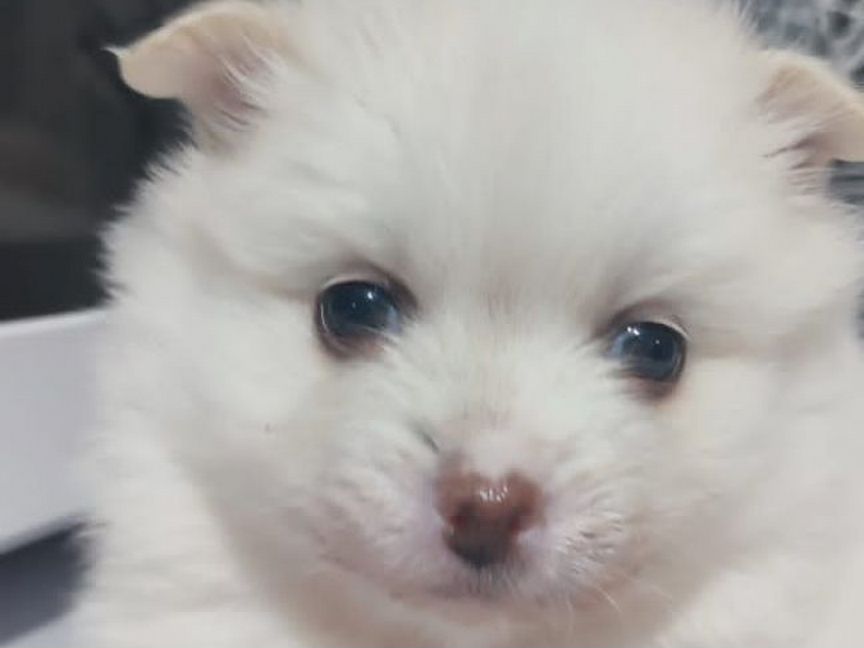 Щенки шпица